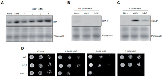 The Anticancer Drug 3-Bromopyruvate Induces DNA Damage Potentially ...