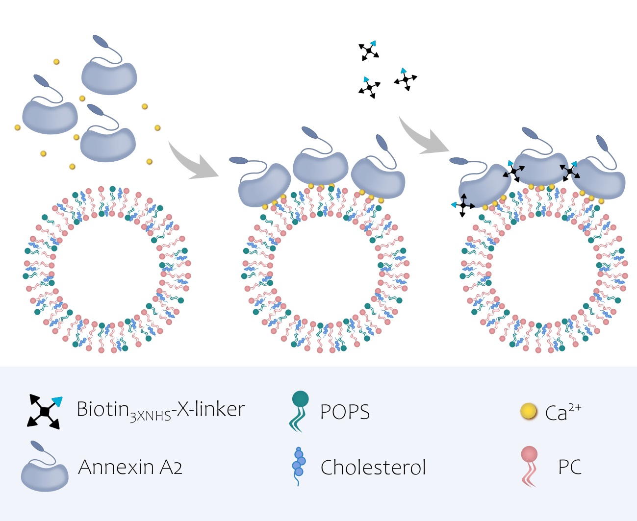 Cells | Free Full-Text | Membrane Binding Promotes Annexin A2 ... Cells | Free Full-Text | Membrane Binding Promotes Annexin A2 ...