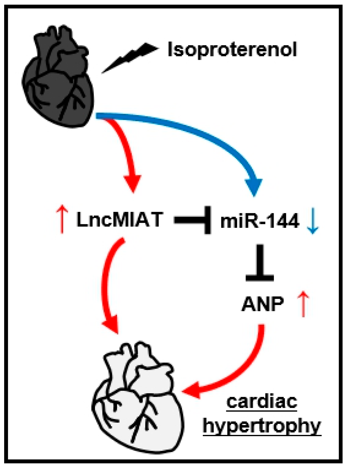 The Expression of microRNA in Adult Rat Heart with Isoproterenol ...