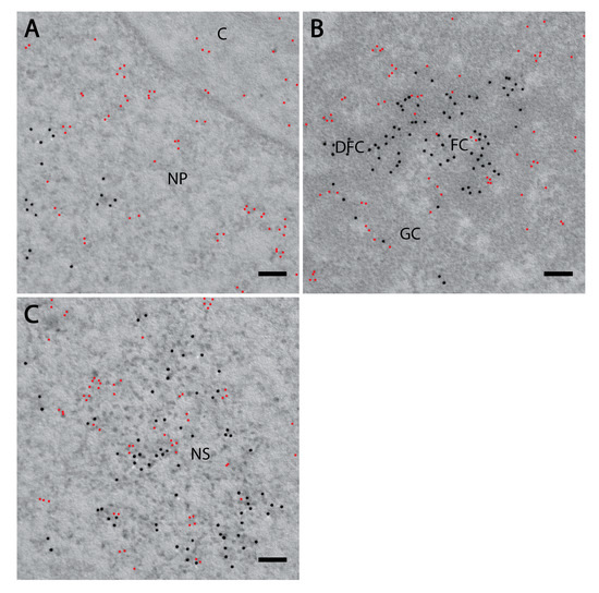 Super-Resolution Localisation of Nuclear PI(4)P and Identification of ...