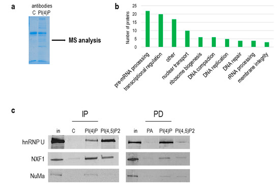 Super-Resolution Localisation of Nuclear PI(4)P and Identification of ...