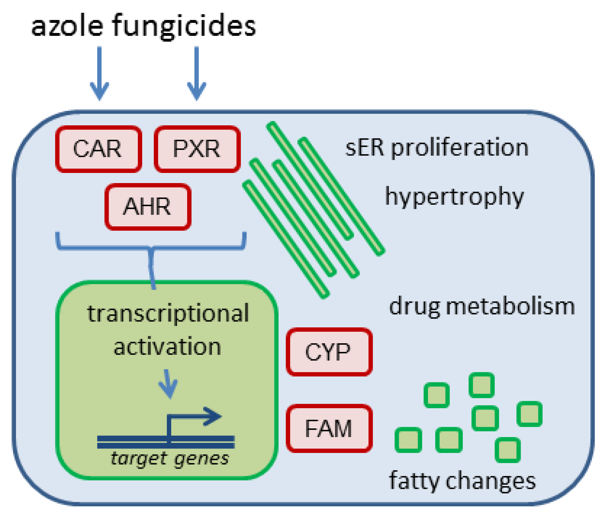 The Connection of Azole Fungicides with Xeno-Sensing Nuclear Receptors ...