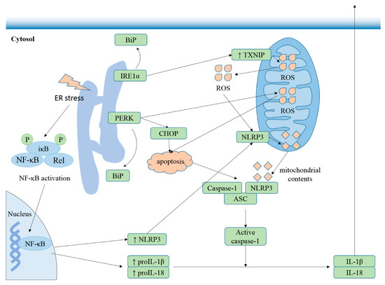 The Roles of Endoplasmic Reticulum in NLRP3 Inflammasome Activation