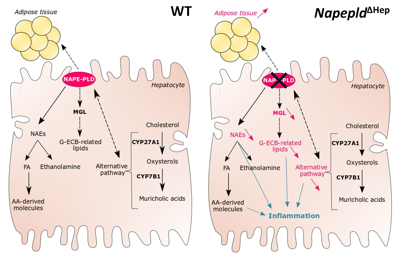 Cells | Free Full-Text | Hepatic NAPE-PLD Is a Key Regulator of Liver ...