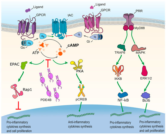 Phosphodiesterase 4B: Master Regulator of Brain Signaling