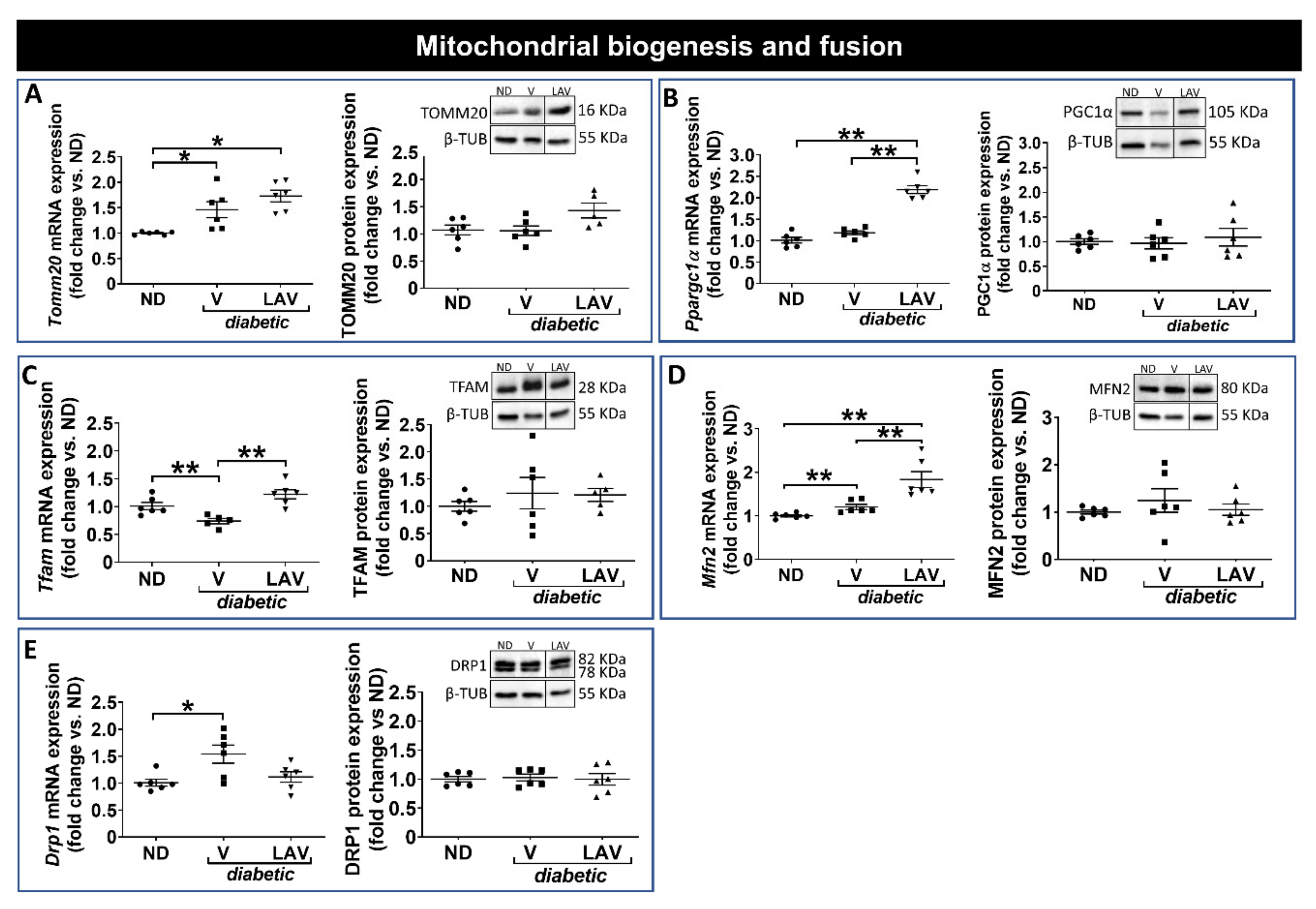 Multi-Omics Analysis of Diabetic Heart Disease in the db/db Model ...