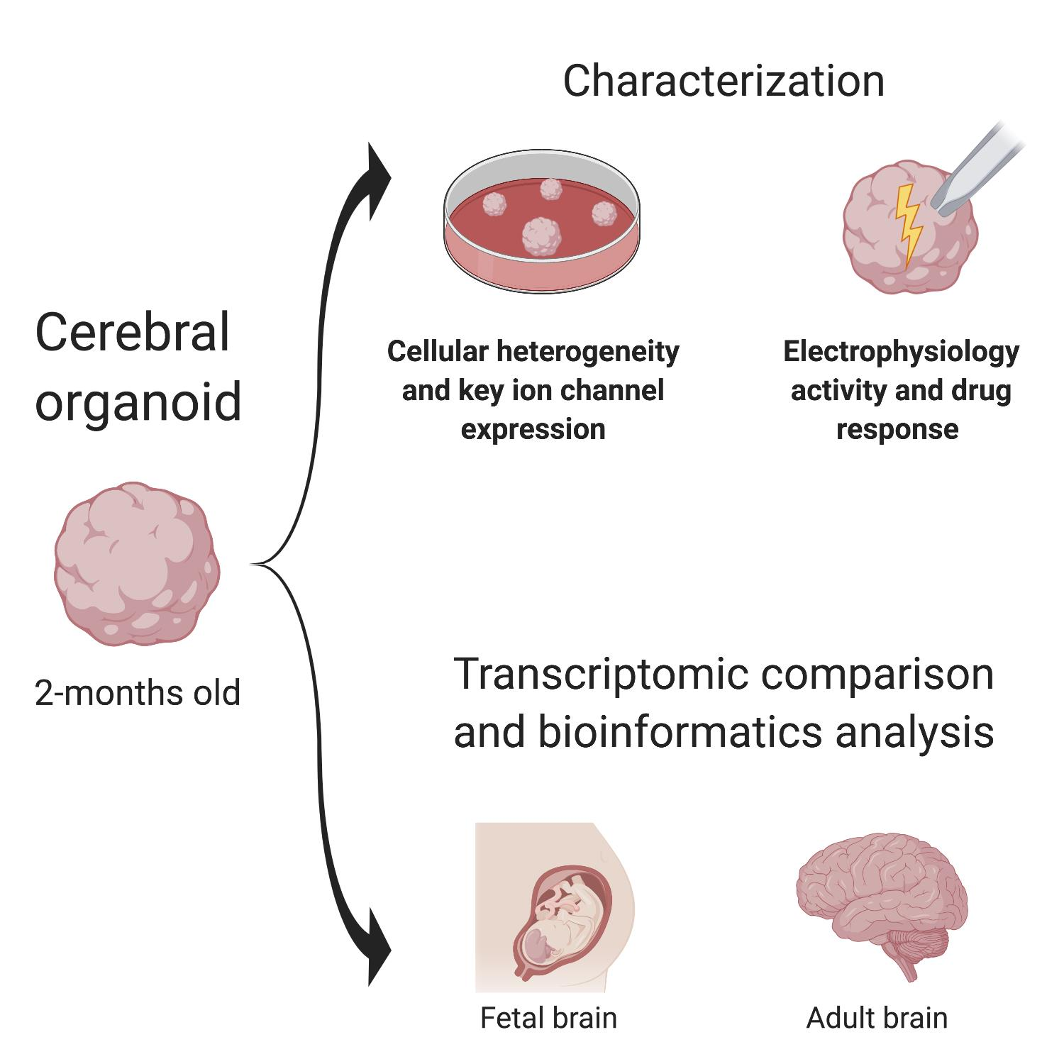 Cells | Free Full-Text | Dynamic Characterization of Structural, Molecular, and ...