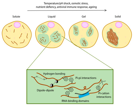 Protein Phase Separation during Stress Adaptation and Cellular Memory