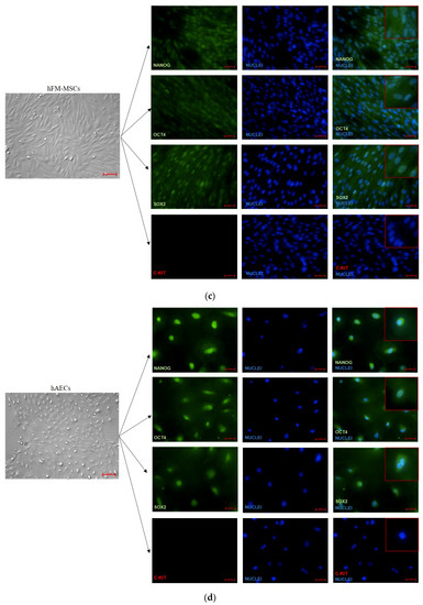 Epigenetic Features of Human Perinatal Stem Cells Redefine Their ...