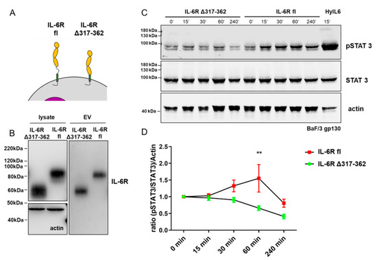 Joint Reconstituted Signaling of the IL-6 Receptor via Extracellular ...