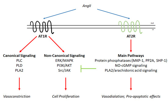 The Network of Angiotensin Receptors in Breast Cancer