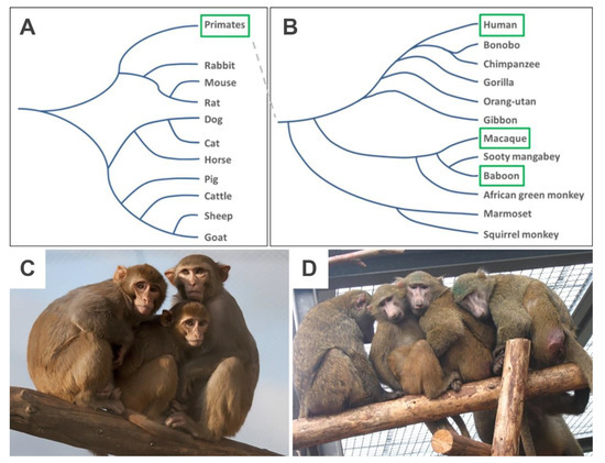 Non-Human Primate iPSC Generation, Cultivation, and Cardiac ...