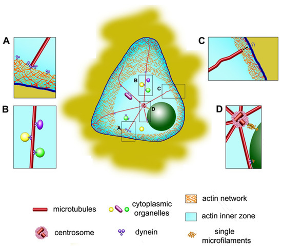 Centering and Shifting of Centrosomes in Cells