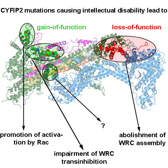 Cells | Free Full-Text | Molecular Dissection of Neurodevelopmental ...