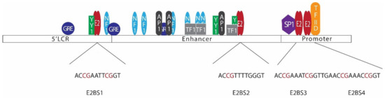 DNA Methylation Changes in Human Papillomavirus-Driven Head and Neck ...