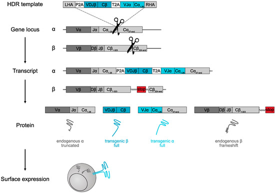 Orthotopic T-Cell Receptor Replacement—An “Enabler” for TCR-Based Therapies