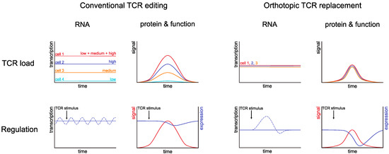 Orthotopic T-Cell Receptor Replacement—An “Enabler” for TCR-Based Therapies