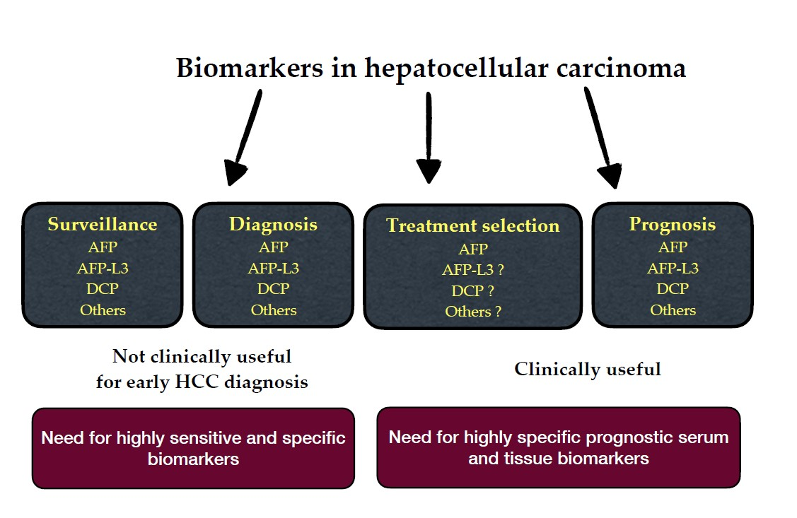 Cells | Free Full-Text | Biomarkers in Hepatocellular Carcinoma: Diagnosis, Prognosis and ...