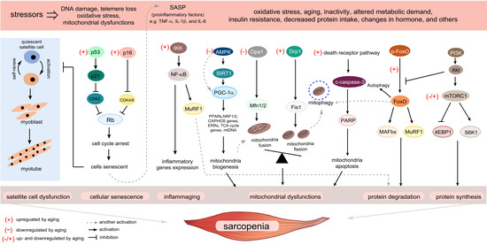 Experimental Models of Sarcopenia: Bridging Molecular Mechanism and ...