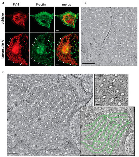 A Na,K-ATPase–Fodrin–Actin Membrane Cytoskeleton Complex is Required ...