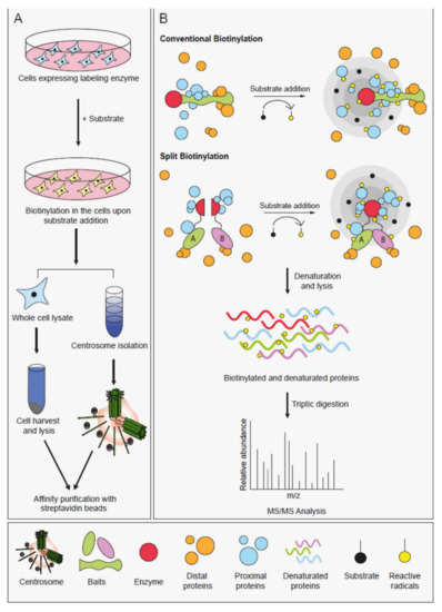 A Proximity Mapping Journey into the Biology of the Mammalian ...
