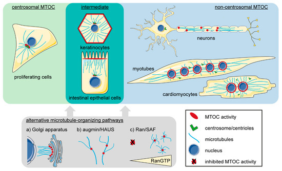 Microtubule Organization in Striated Muscle Cells