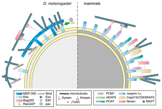 Microtubule Organization in Striated Muscle Cells