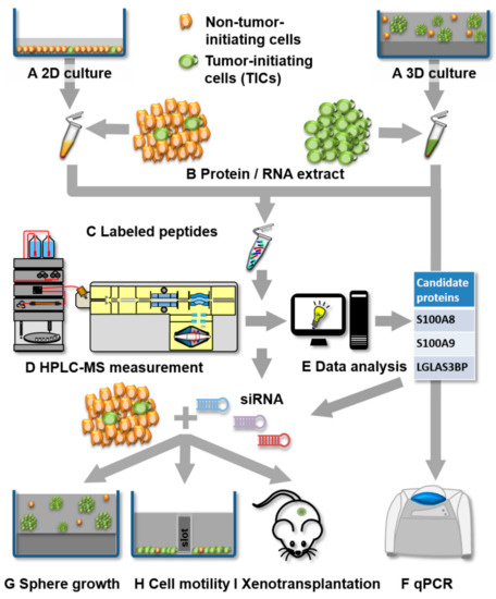 Cells | Free Full-Text | Proteins and Molecular Pathways Relevant for ...