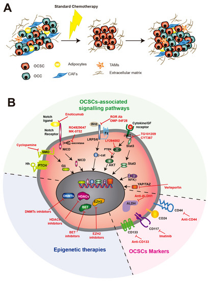 Targeting Cancer Stem Cells to Overcome Therapy Resistance in Ovarian Cancer