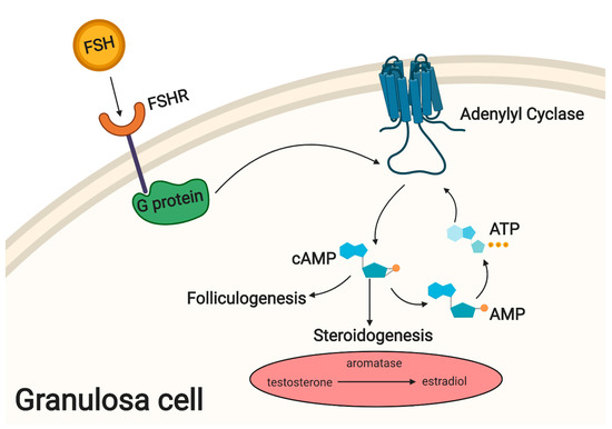 The Stemness of Human Ovarian Granulosa Cells and the Role of ...