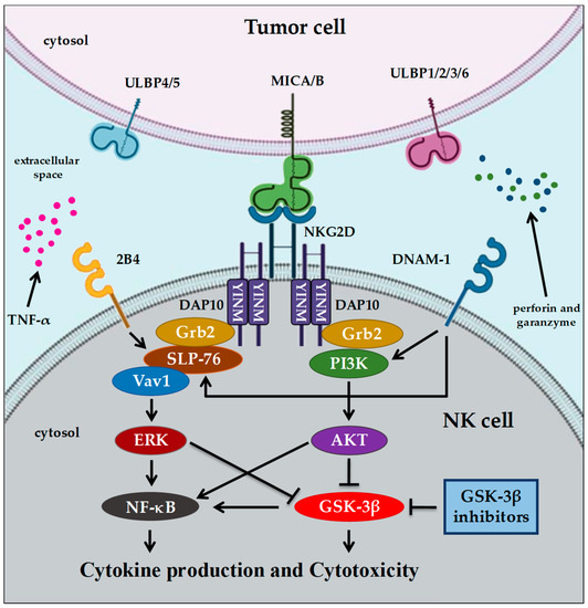 The Role of GSK-3 in Cancer Immunotherapy: GSK-3 Inhibitors as a New ...