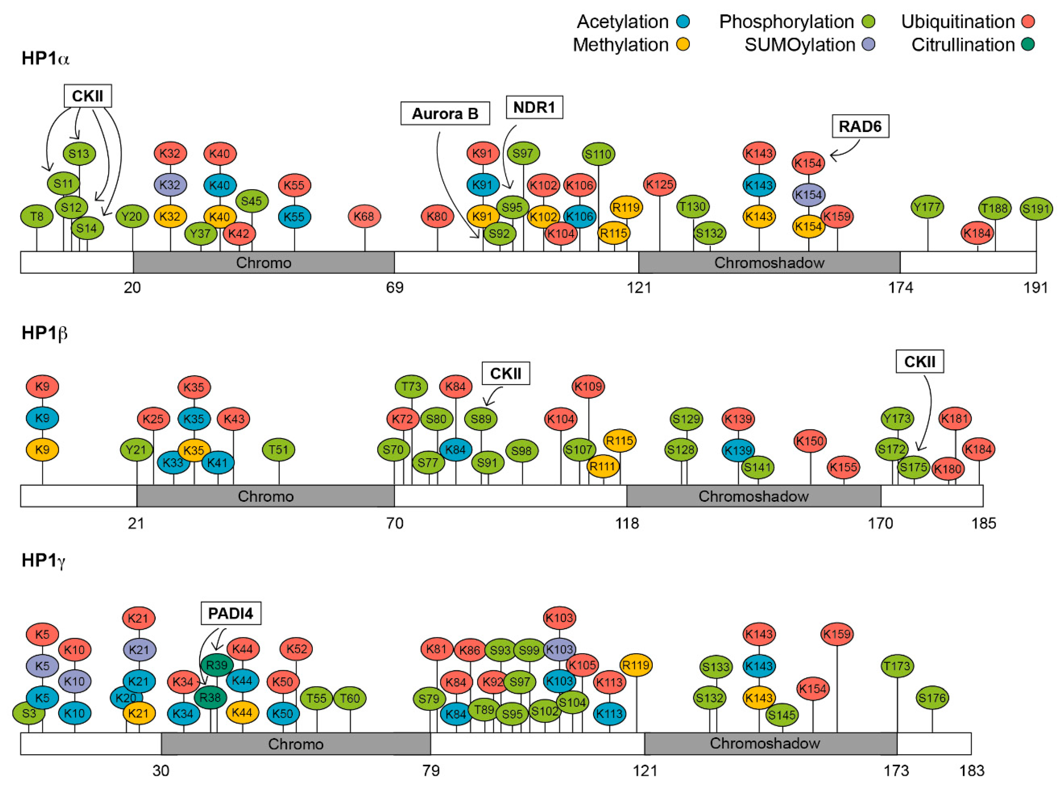 How HP1 Post-Translational Modifications Regulate Heterochromatin ...