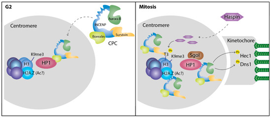 How HP1 Post-Translational Modifications Regulate Heterochromatin ...