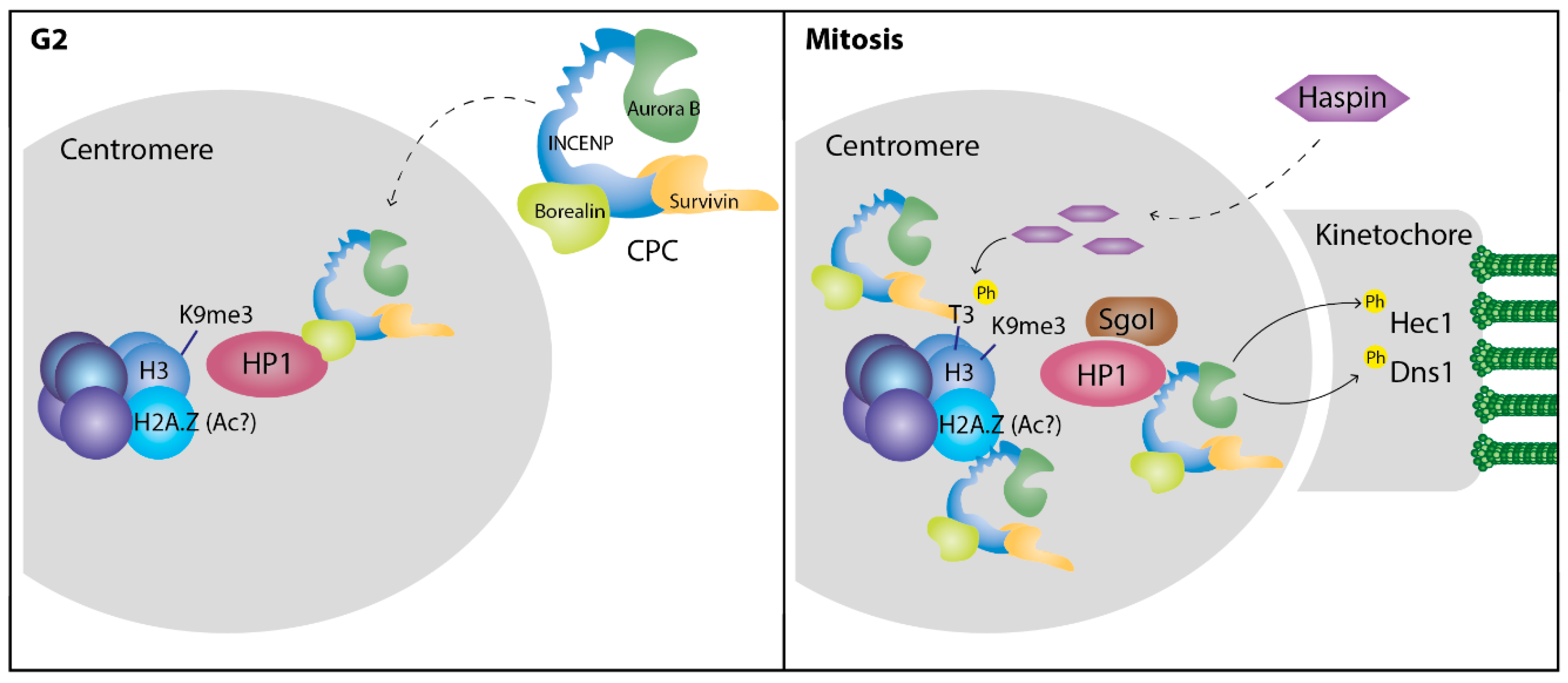 How HP1 Post-Translational Modifications Regulate Heterochromatin ...