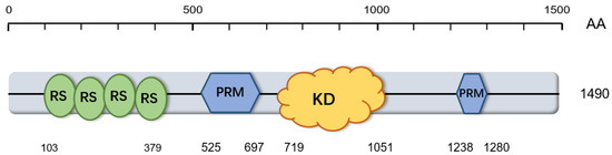CDK12: A Potent Target and Biomarker for Human Cancer Therapy