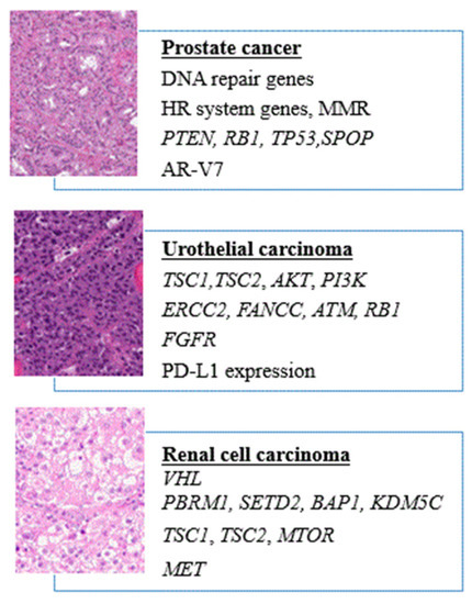 Update on Circulating Tumor Cells in Genitourinary Tumors with Focus on ...