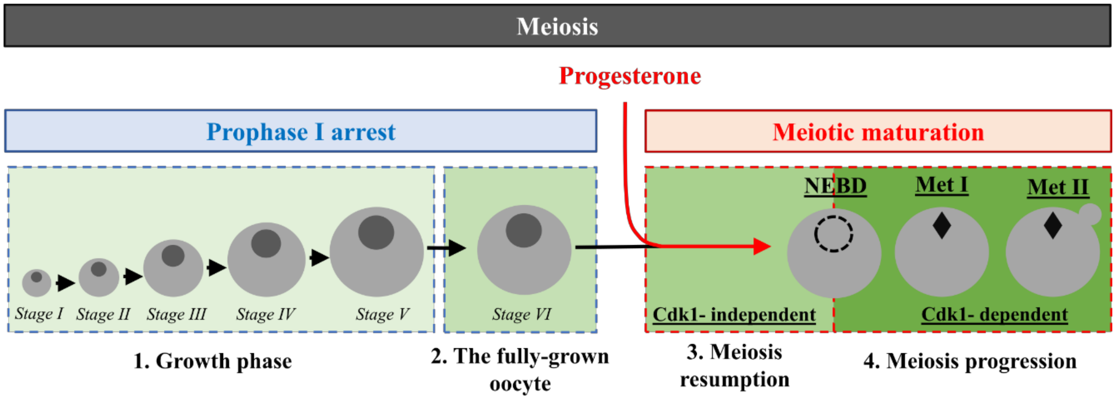 Xenopus Oocyte Xenopus Oocyte