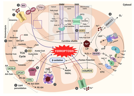 Cells | Special Issue : Mitochondria, Metabolism and Cancer