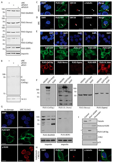 Phosphorylation of PLK3 Is Controlled by Protein Phosphatase 6