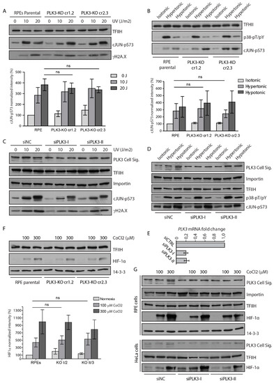 Phosphorylation of PLK3 Is Controlled by Protein Phosphatase 6