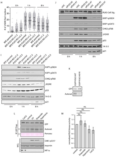 Phosphorylation of PLK3 Is Controlled by Protein Phosphatase 6