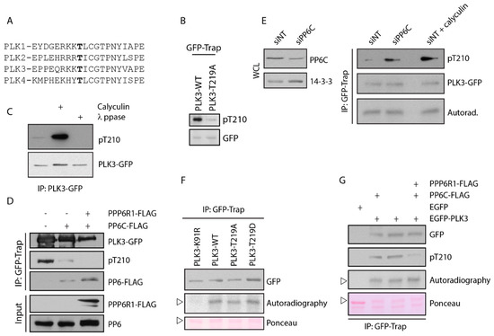 Phosphorylation of PLK3 Is Controlled by Protein Phosphatase 6