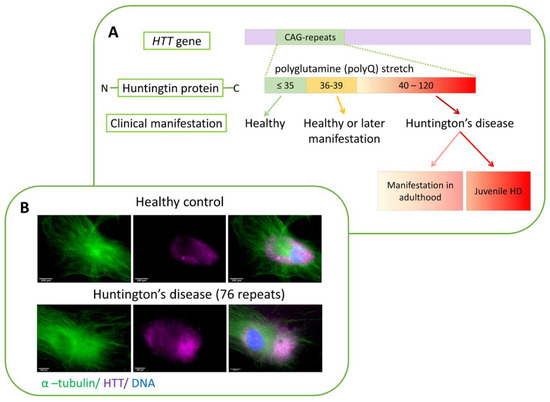 Huntington’s Disease—An Outlook on the Interplay of the HTT Protein ...