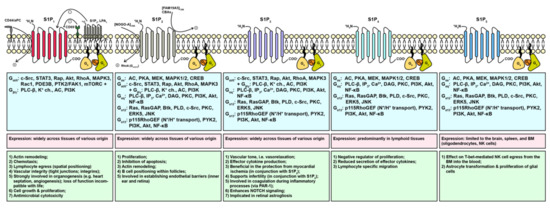 The S1P–S1PR Axis in Neurological Disorders—Insights into Current and ...