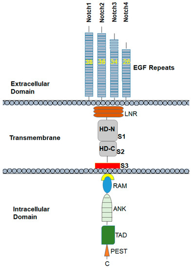 A Review on Notch Signaling and Colorectal Cancer