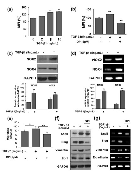 Cells | Free Full-Text | Redox Regulation of NOX Isoforms on FAK(Y397 ...