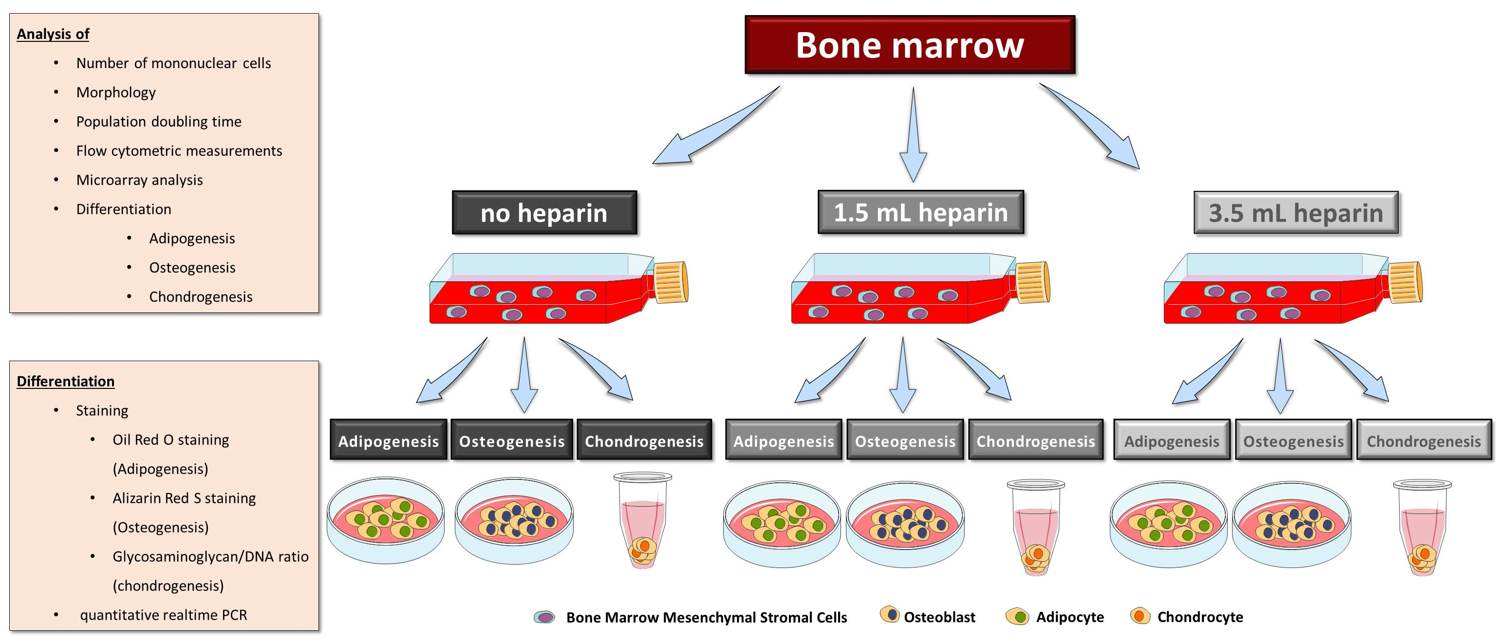 Cells | Free Full-Text | Heparin Anticoagulant for Human Bone Marrow ...