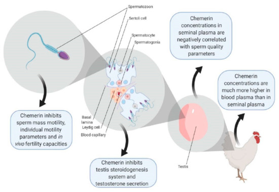 Chemerin Impairs In Vitro Testosterone Production, Sperm Motility, and ...