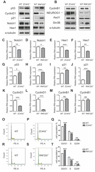 Loss of ZC4H2 and RNF220 Inhibits Neural Stem Cell Proliferation and ...
