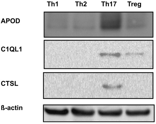 Identification of Novel Molecular Markers of Human Th17 Cells